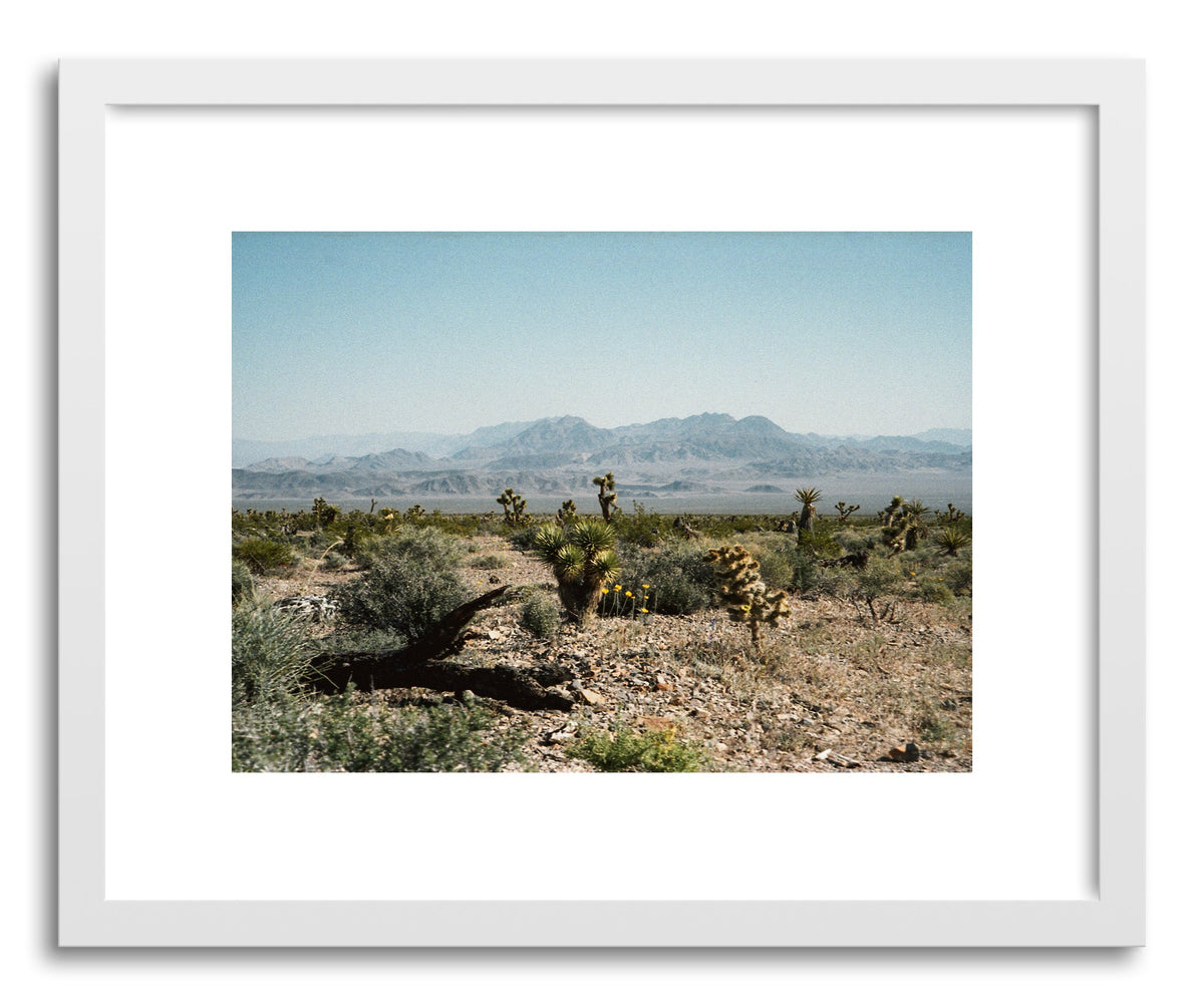 Fine art print Desert Wildflowers by artist Kevin Russ – Art Crate