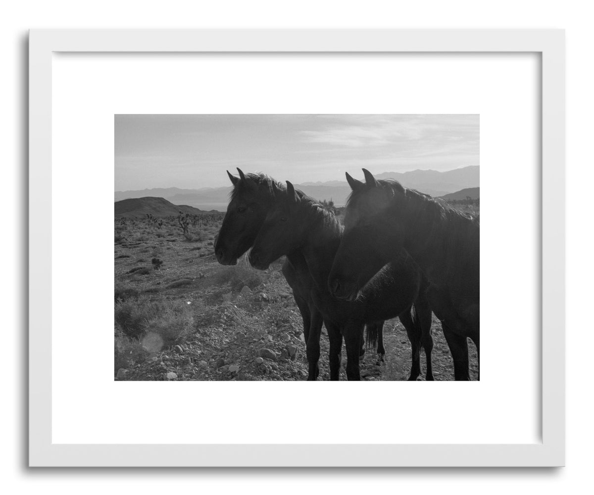 Fine art print Wild Desert Horses by artist Kevin Russ – Art Crate