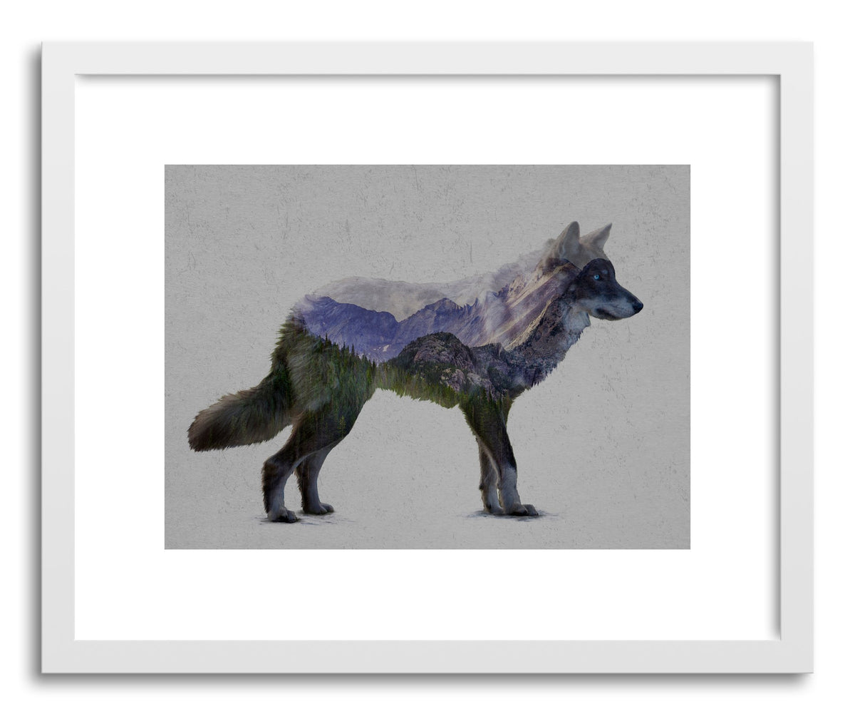 Fine art print The Rocky Mountain Gray Wolf Print by artist David Iwane ...