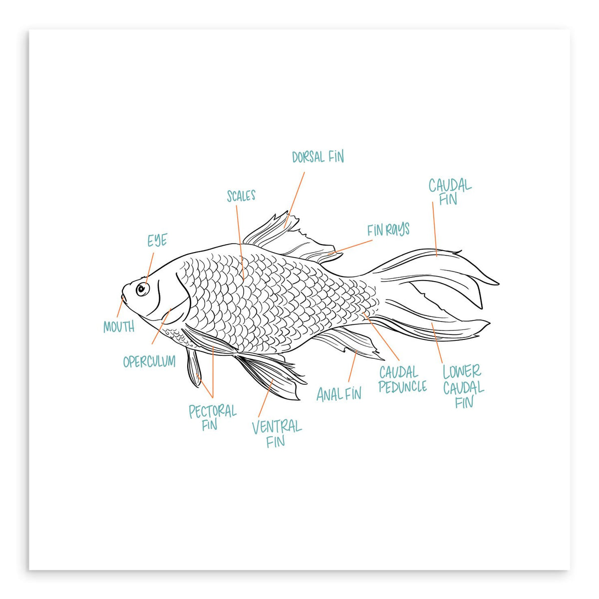 Fine art print Fish Anatomy by artist Peggy Dean – Art Crate